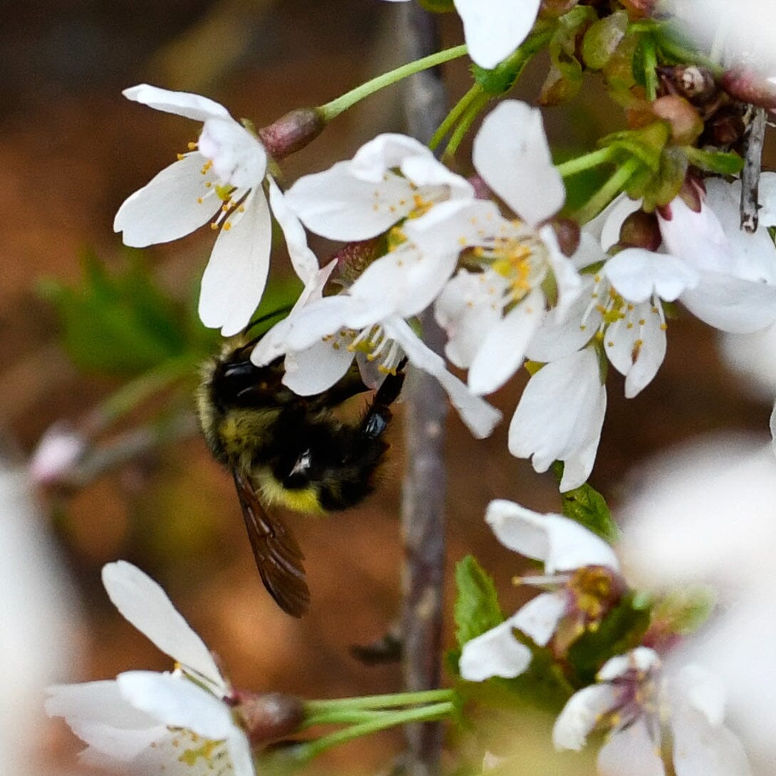 Spring. Emerging. – Little Truths Studio